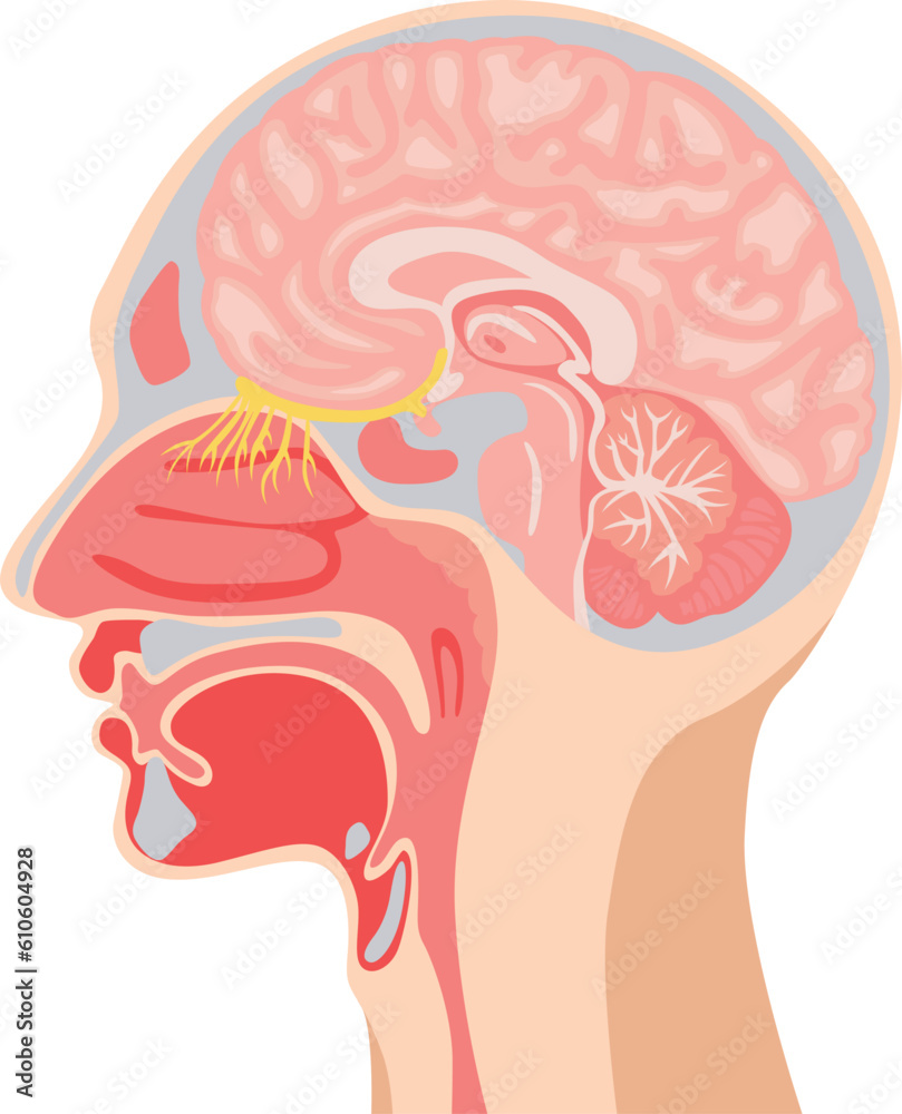 Detailed illustration of the anatomy of the human larynx and internal ...