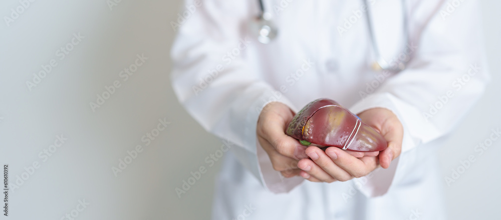Doctor holding human Liver anatomy model. Liver cancer and Tumor ...