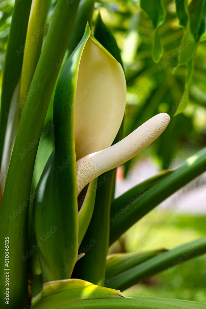 White spadix within a green spathe of split-leaf, horsehead or lacy ...