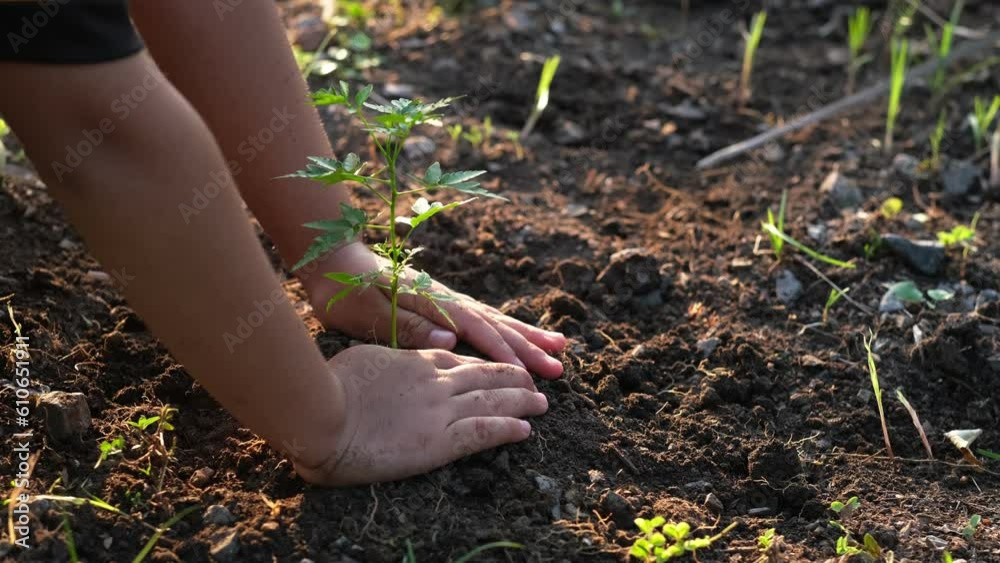 Children are using their hands to plant a trees in order to grow into ...