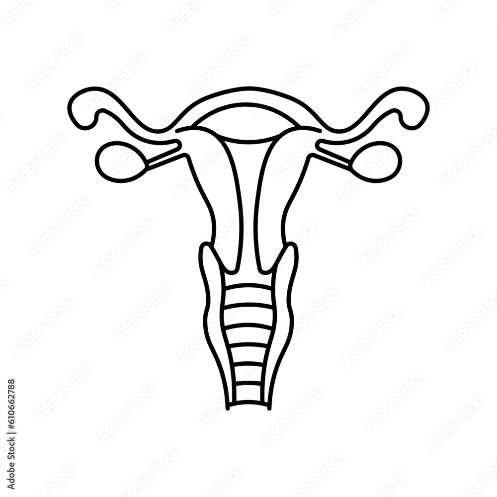 Female genitalia, anatomy flat line icon. Human female genitalia Stock ...