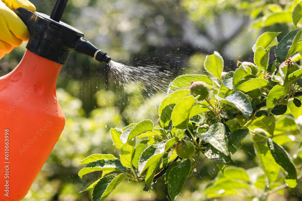 Foto de Spraying Apple Tree with Small Apples Protecting Garden from ...