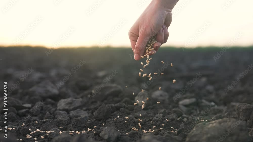 Agriculture. Farmer planting wheat grains in fertile land with his hand ...