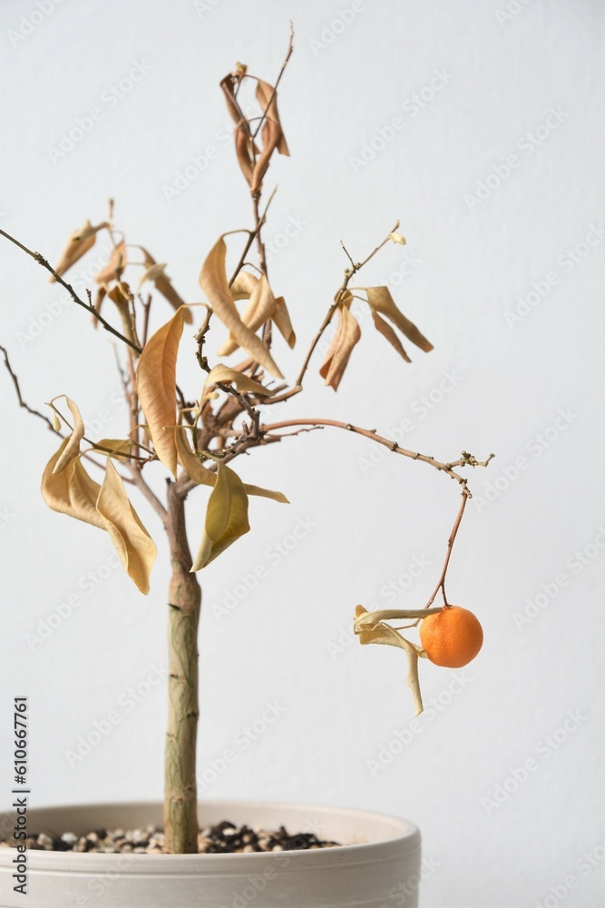 Citrus madurensis, an indoor miniature orange calamondin tree, is a ...
