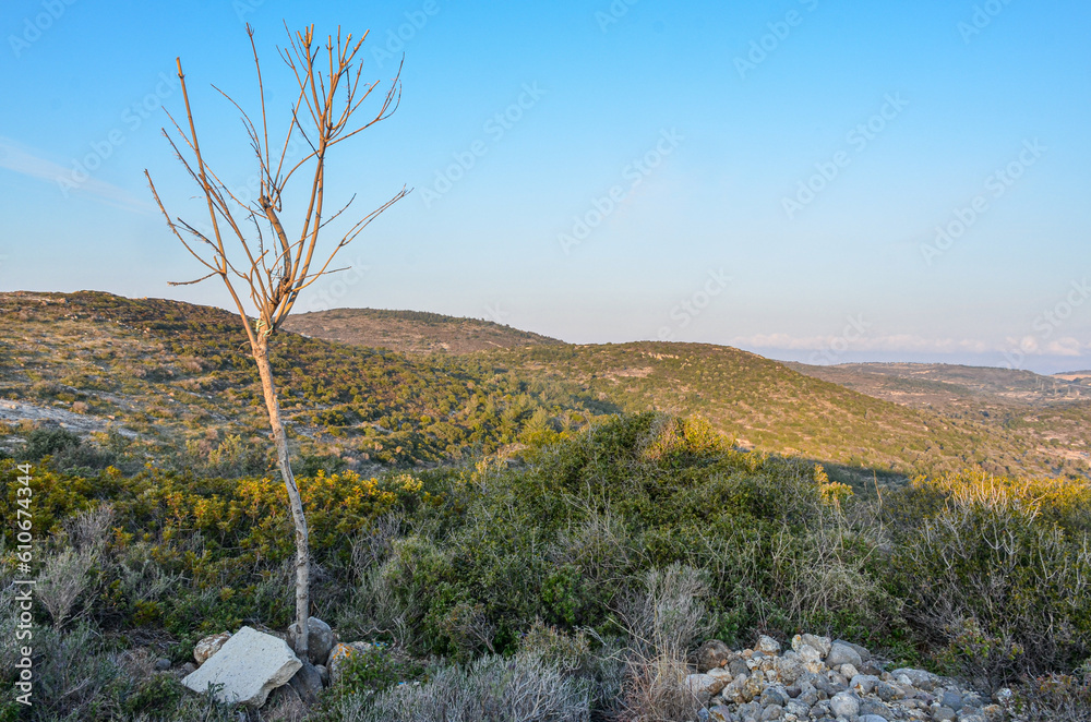 forest plantations on hills around Alacati (Cesme, Izmir province ...