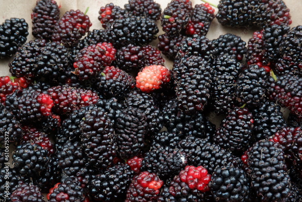 Mulberry fruit (Morus Alba L.) is a type of fruit that lives a lot in ...