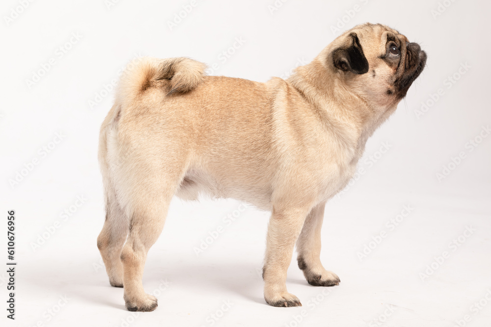 side of Cute dog pug breed standing and making funny or serious face ...