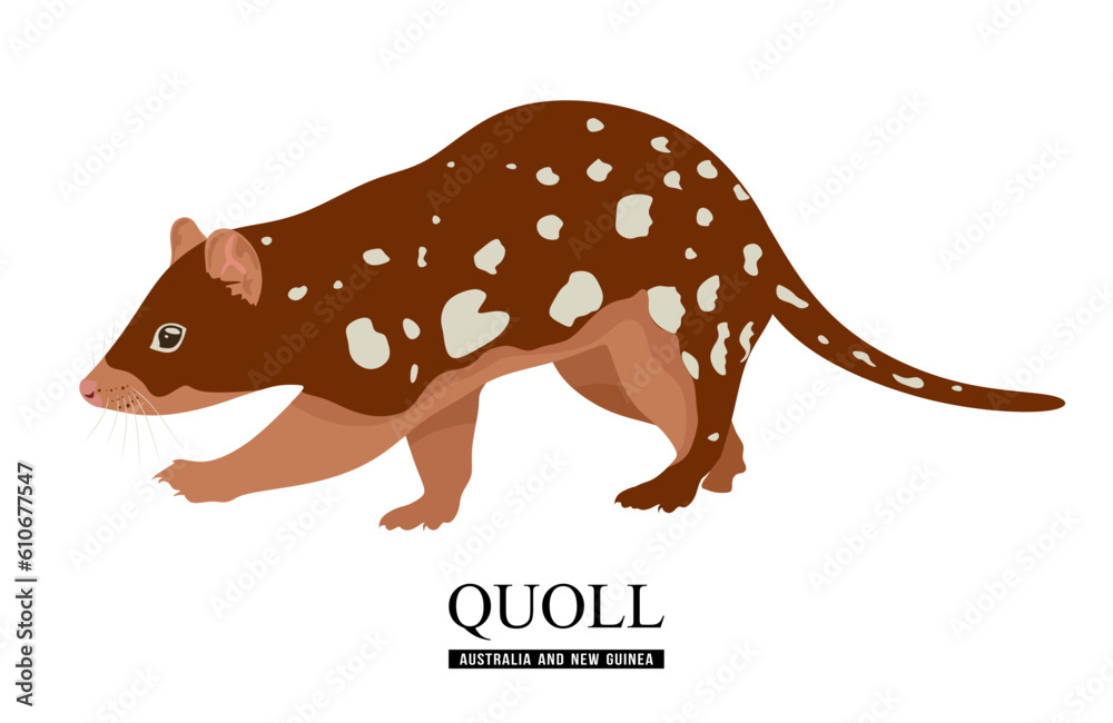 Vecteur Stock Quoll vector illustration isolated on white background ...