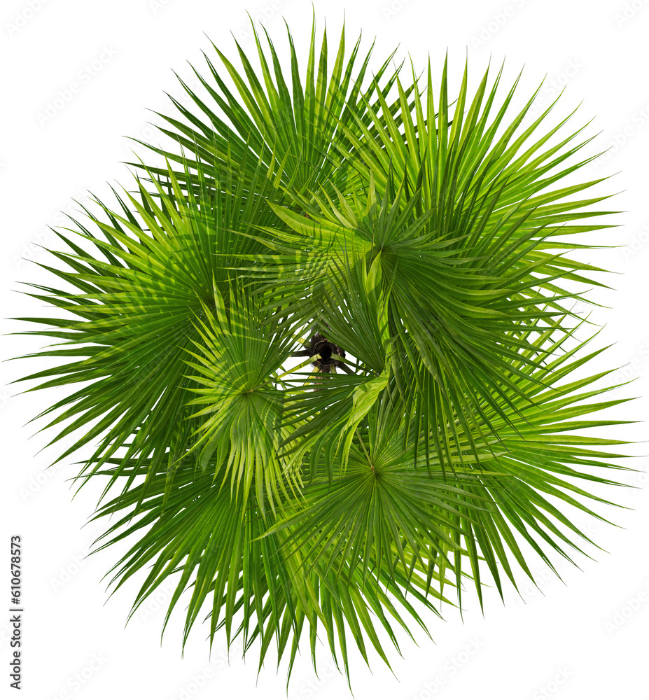 Top view of palm tree Stock Illustration | Adobe Stock