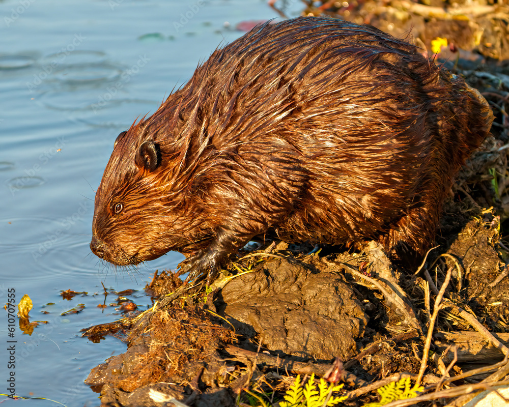 Beaver Photo and Image. Close-up side view building a beaver dam in a ...