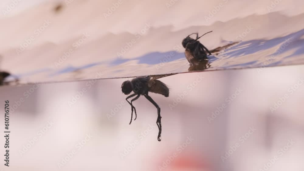 close-up of fly goes over its paws, trying to get rid of glue, paper ...