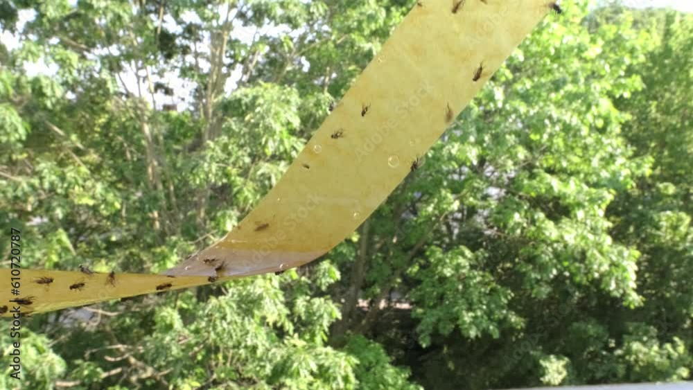 paper tape smeared with glue, flypaper for insects, lot of many killed ...