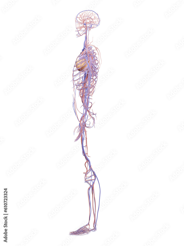 Human Circulatory System and Cardiovascular System are the heart, blood ...