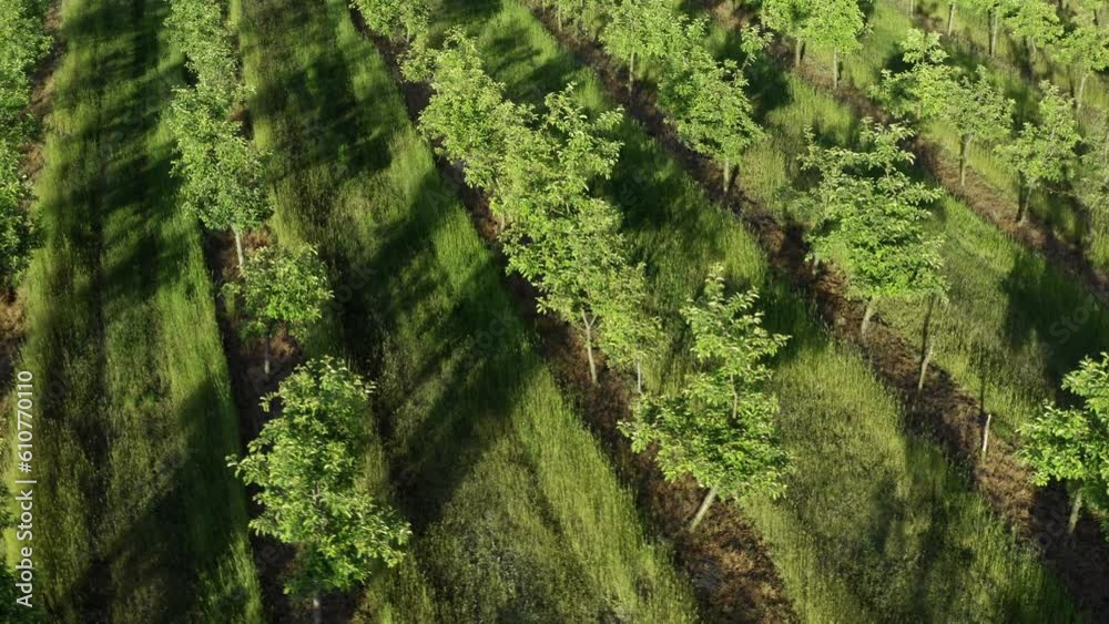 Top down aerial view agricultural farmer field green apple trees ...