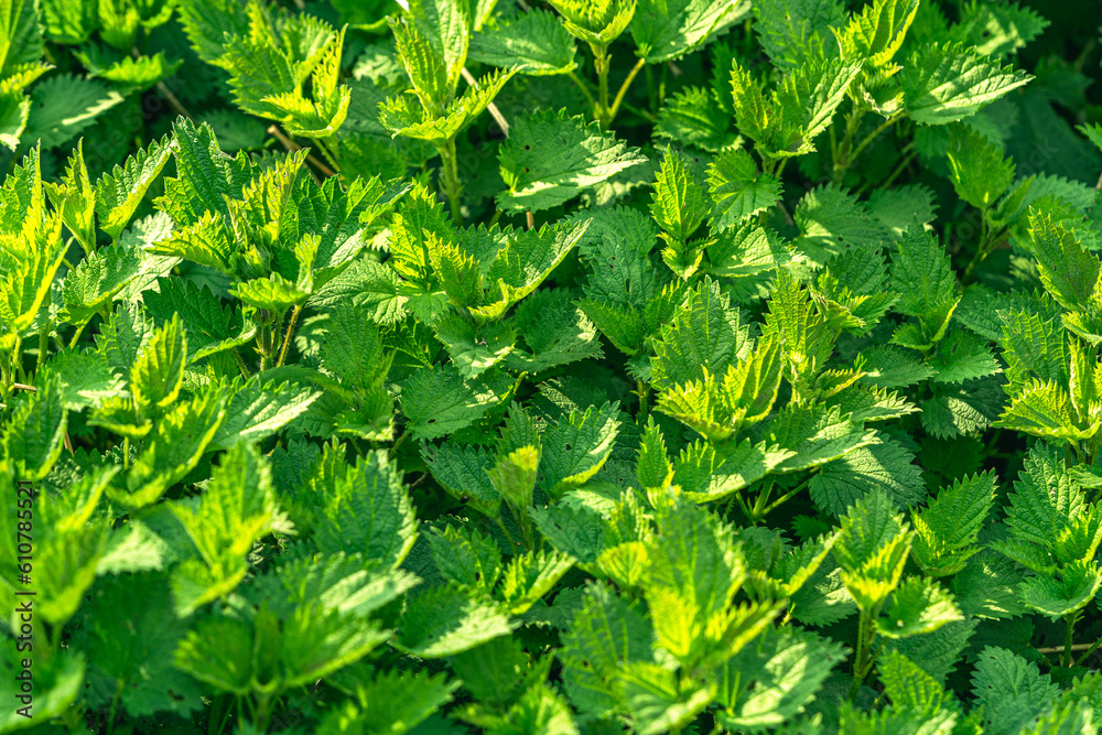 Stinging nettles (Urtica dioica) in the garden. Green leaves with ...