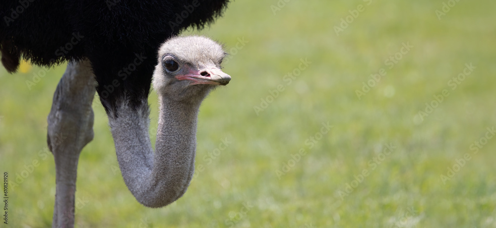 Ostrich, Graceful Curiosity: Captivating Close-Up Shot of an Ostrich's ...