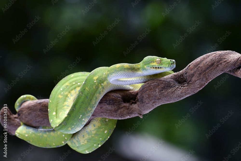 The green tree python (Morelia viridis) in black background Stock Photo ...