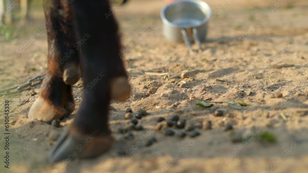Goat fresh droppings, poop or organic fertilizer on the sand ground ...
