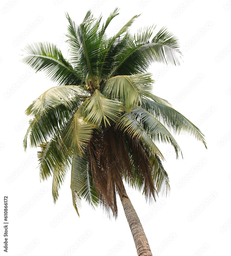 coconut palm tree on transparent background png file Stock Photo ...