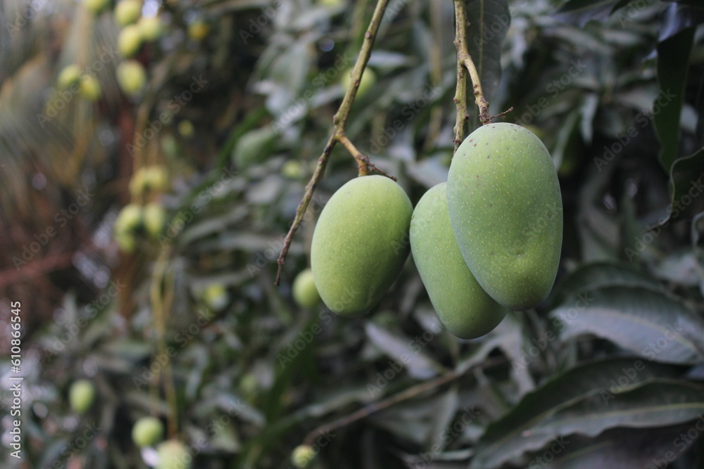 Mango harvesting in a farm, unripe green mangoes hanging on tree, Green ...