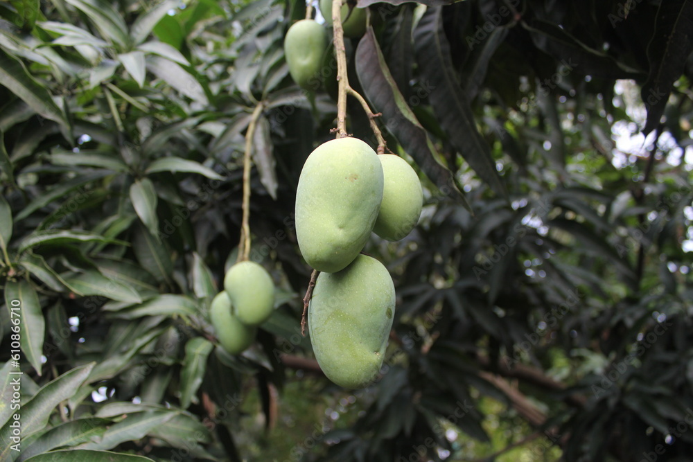 Mango harvesting in a farm, unripe green mangoes hanging on tree, Green ...