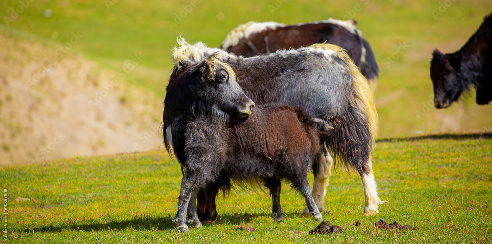 A herd of yaks graze in the mountains. Himalayan big yak in a beautiful ...