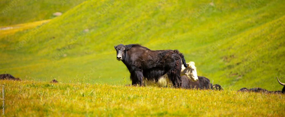 A herd of yaks graze in the mountains. Himalayan big yak in a beautiful ...