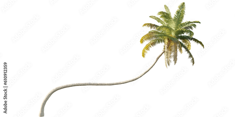 isolated cutout tropical coconut palm tree Cocos nucifera in different ...