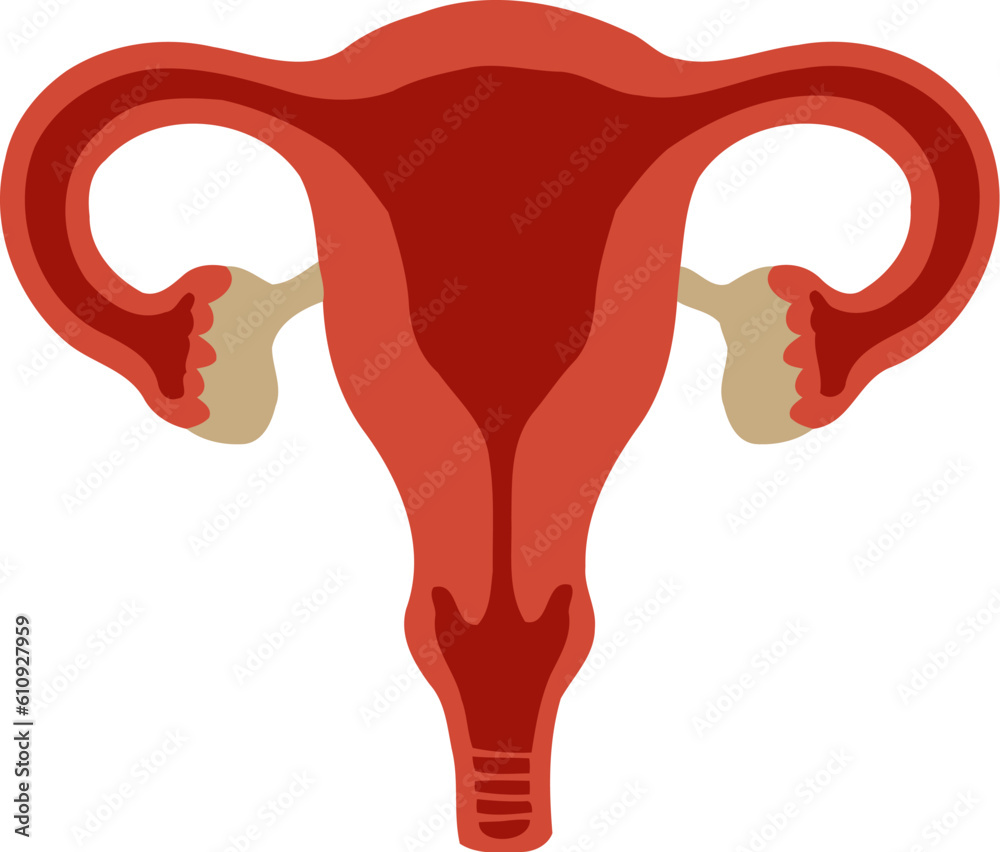 Human Female Reproductive Organ Stock Vector | Adobe Stock