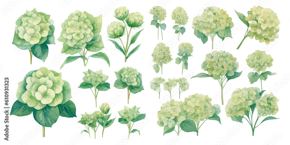 Vetor de watercolor green hydrangea clipart for graphic resources do Stock | Adobe Stock