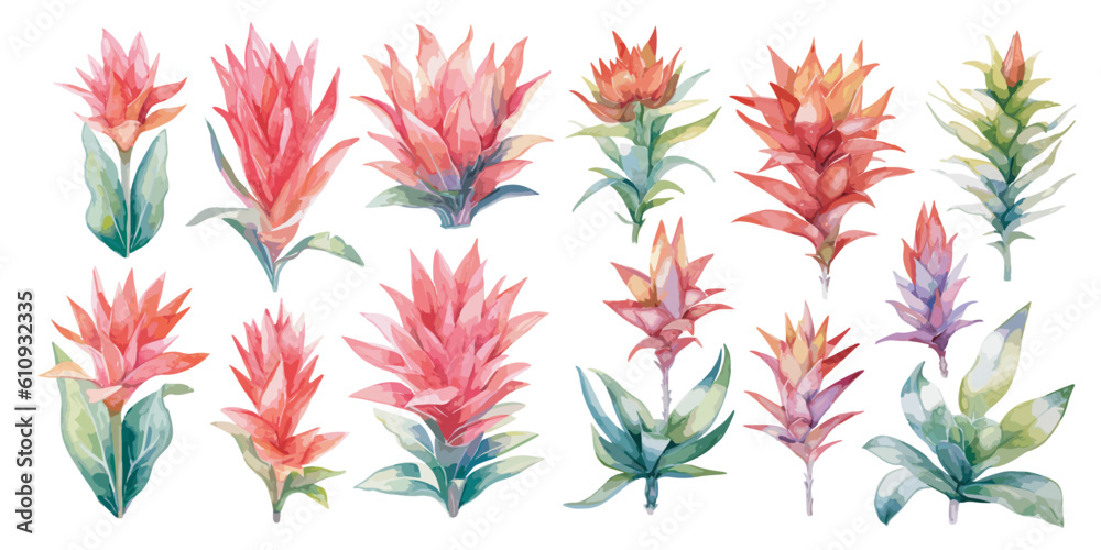 watercolor bromeliad clipart for graphic resources Stock Vector | Adobe ...