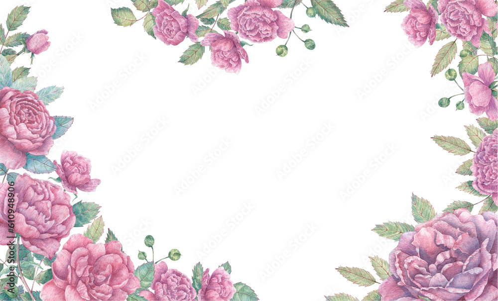Rectangular watercolor frame with branches of blooming pink roses, buds ...