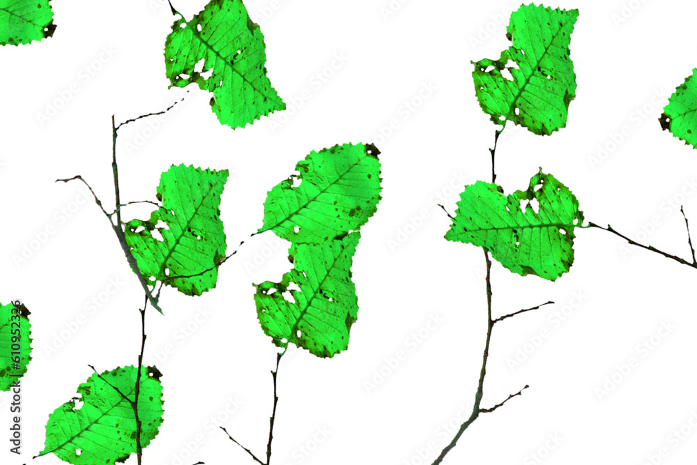 Leaf png, transparency, transparent, no background png, leaves png ...