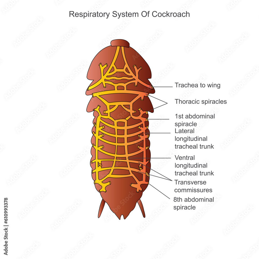 Cockroach anatomy, respiratory system of cockroach. Biological ...