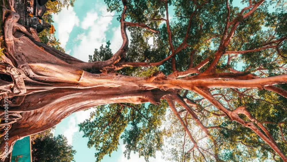 700 years old Bayan Ancient Tree with more than 50 meters tall on ...