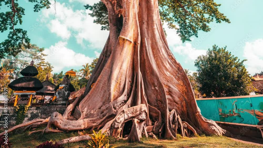 700 years old Bayan Ancient Tree with more than 50 meters tall on ...