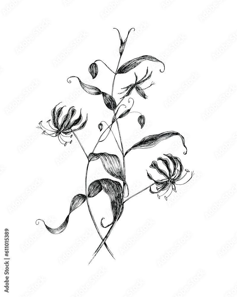 flame lily hand drawn Stock Illustration | Adobe Stock