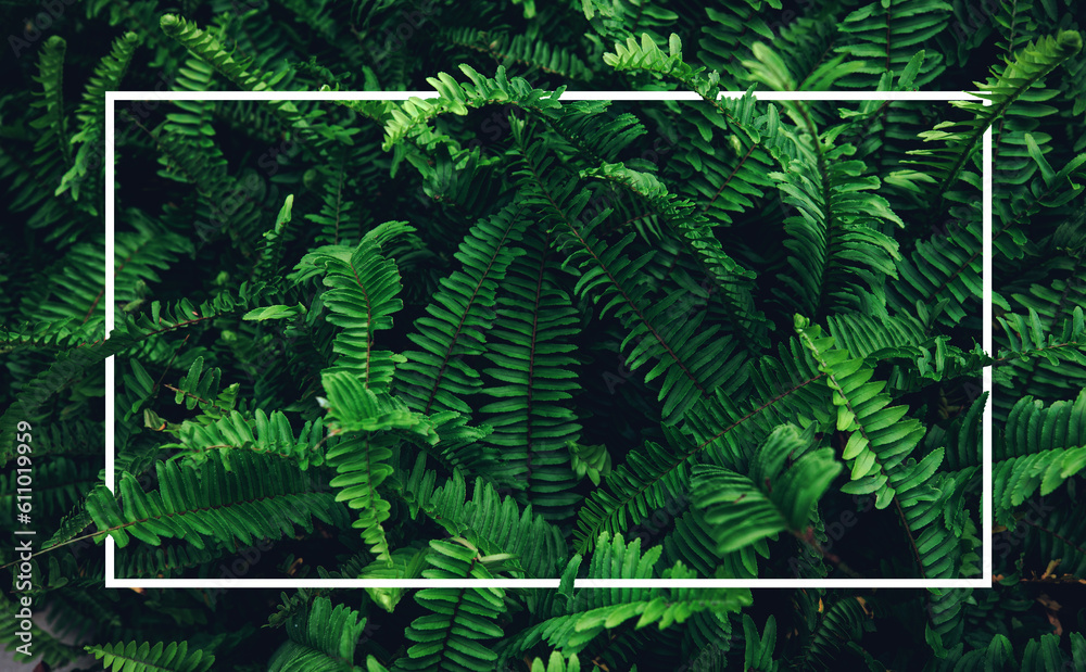 Frame Ferns in the forest. Natural floral fern background. Natural ...