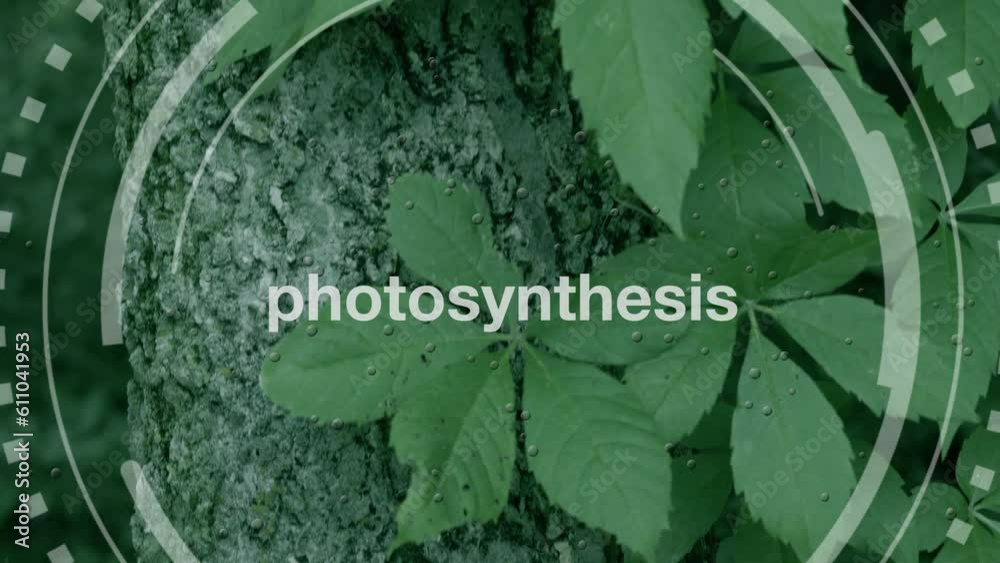 The graphical representation of photosynthesis is illustrated by a ...