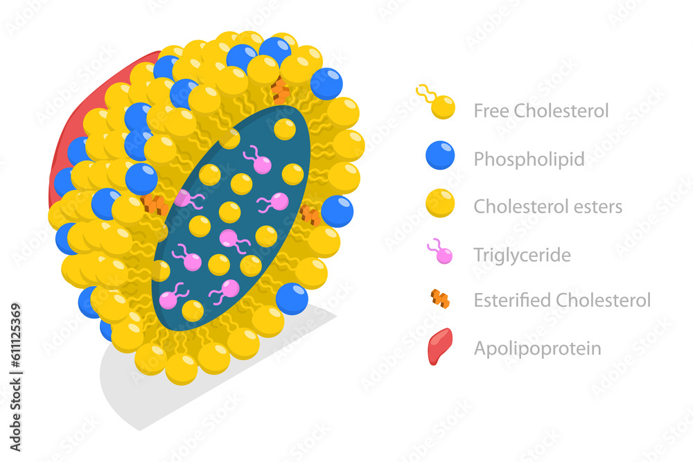 3D Isometric Flat Conceptual Illustration of Chylomicron Structure ...