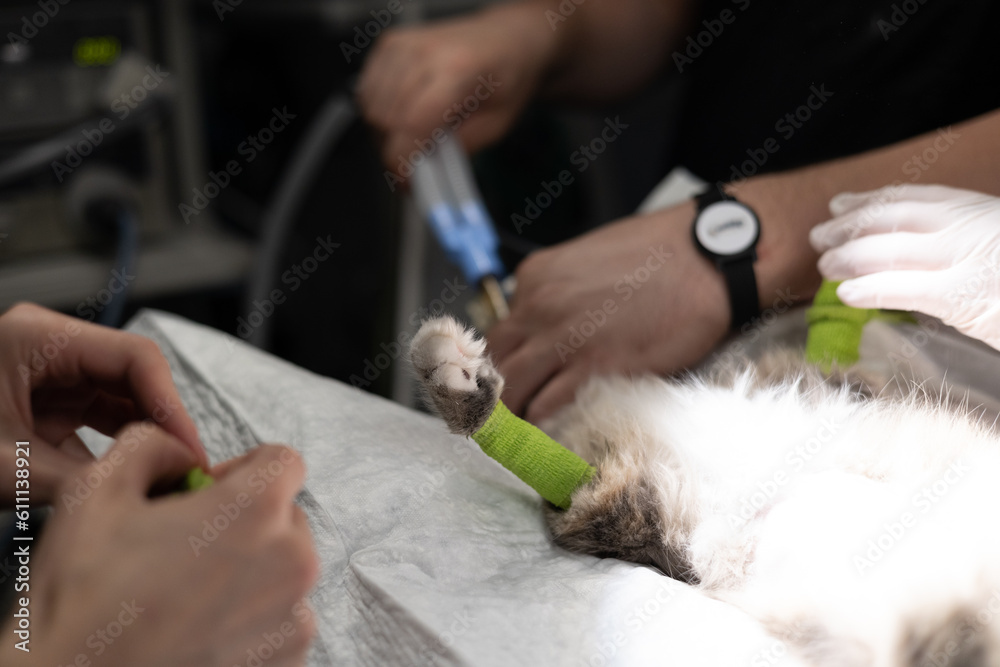 In the operating room the veterinary anesthetist connects the cat to ...