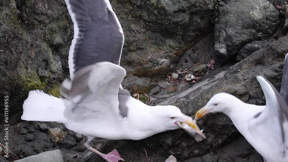The seagull swallows the captured skin from the peeled fish in rapid ...