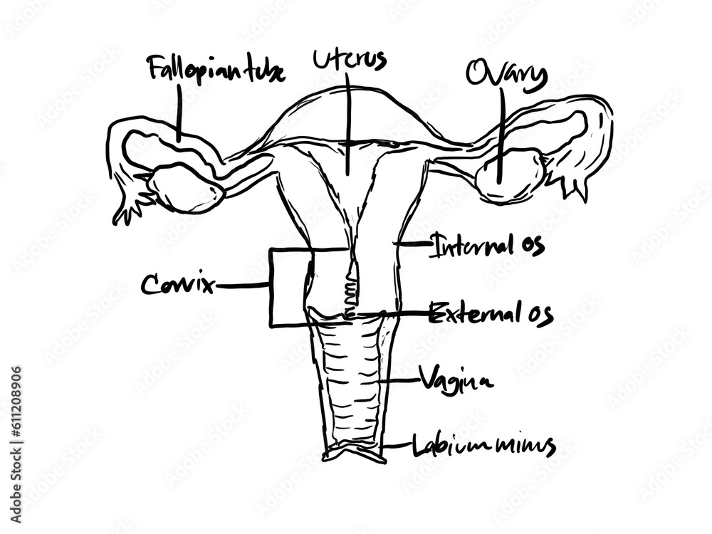 Female reproductive system drawing illustration on white isolated ...