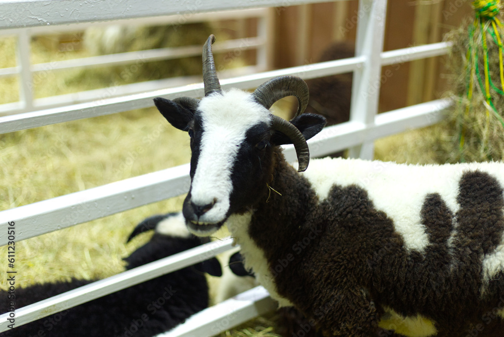 baby goat in the show cage display barn straw farm in the pet expo ...
