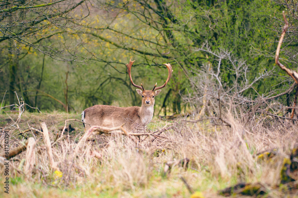 Foto de Red deer stag with antlers in spring, forest of Amsterdamse ...
