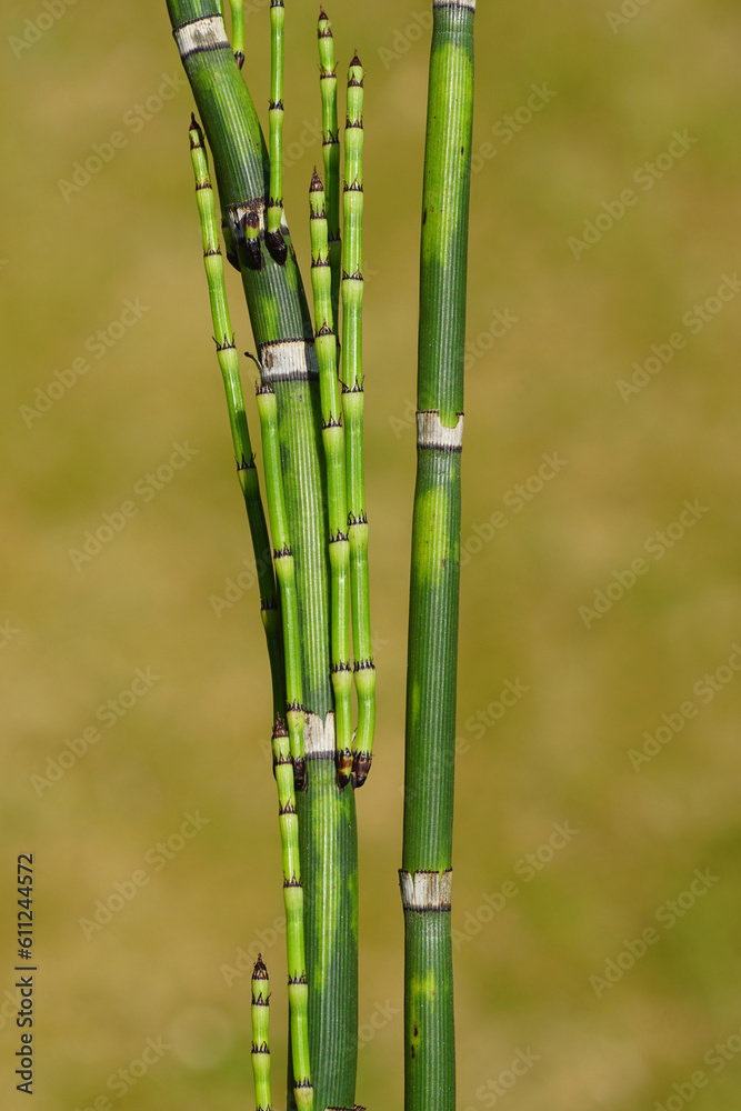 Close up Equisetum Hyemale, Equisetum japonica, Dutch Rush, Rough ...