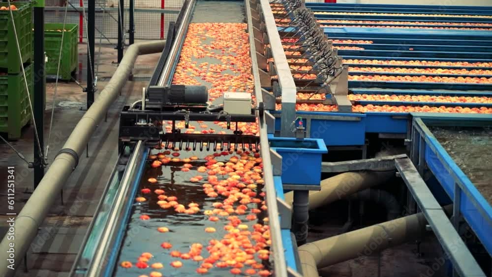 Large Hi-Tech Fruit Processing Plant Interior with Sorted Apples in ...