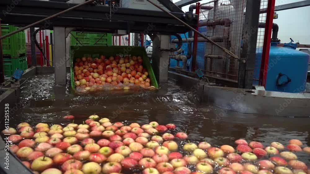Pick And Place Robot Working On Apple Washing Line in Fruit Processing ...