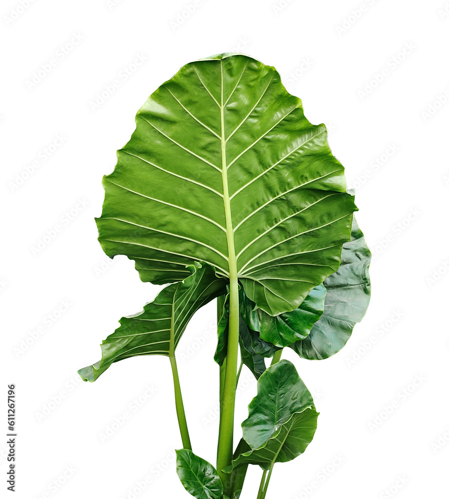 leaves of lettuce, green raw leaves isolate on psd transparent file ...