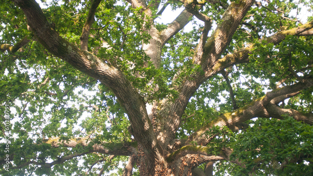 Ramas en copa de roble Stock Photo | Adobe Stock